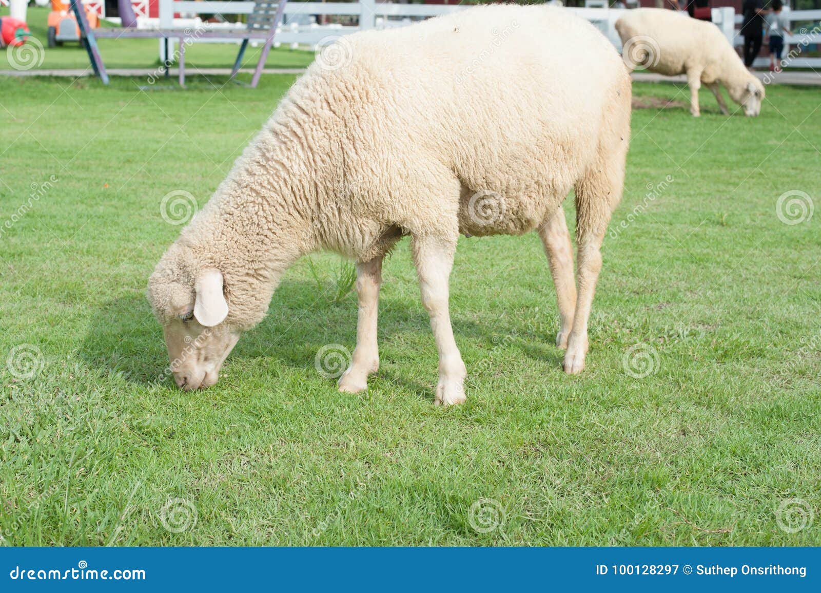 White sheep stock image. Image of countryside, grass - 100128297