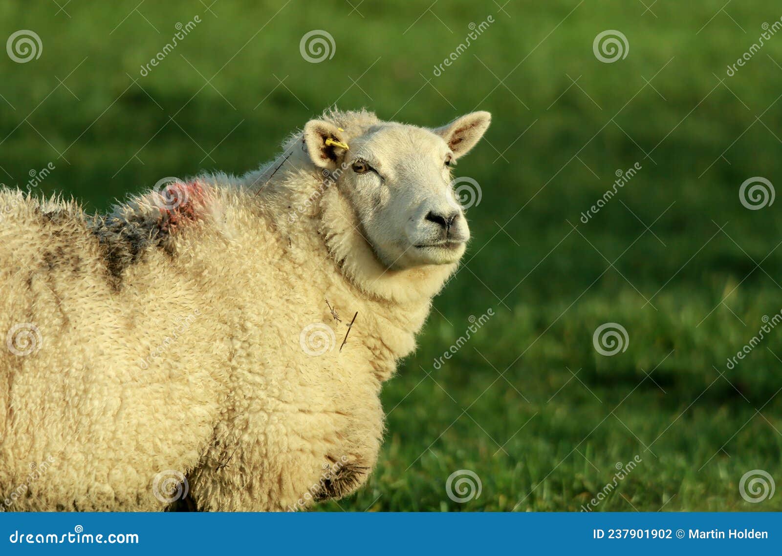 White sheep - looking back stock photo. Image of animal - 237901902