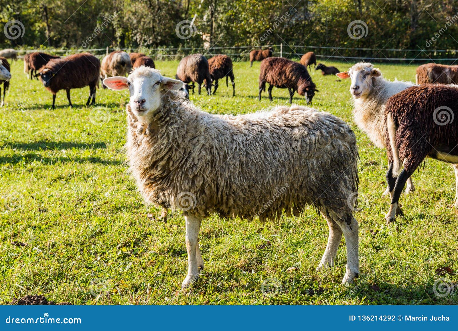 White Sheep Looking at Camera while Flock Grazing Stock Photo - Image ...