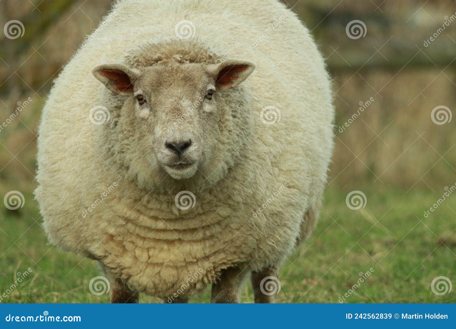 A White Sheep Looking Right Ahead Stock Image - Image of grazing ...