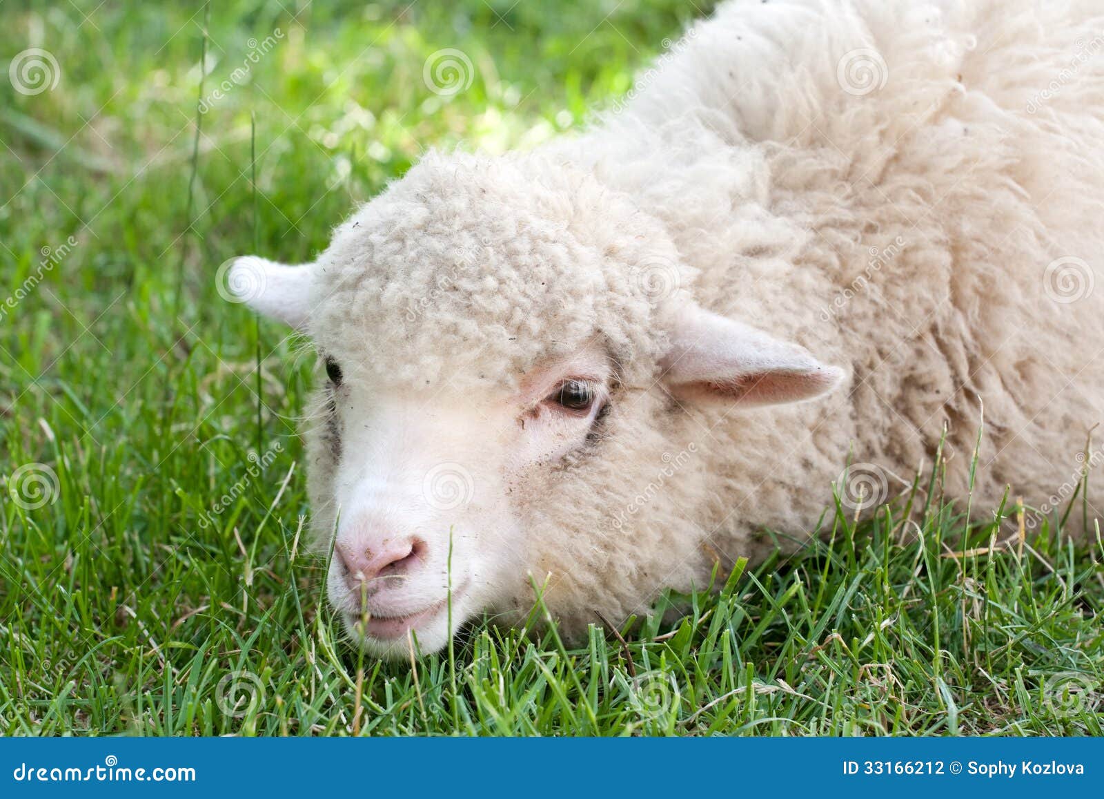 White sheep stock photo. Image of husbandry, agriculture - 33166212