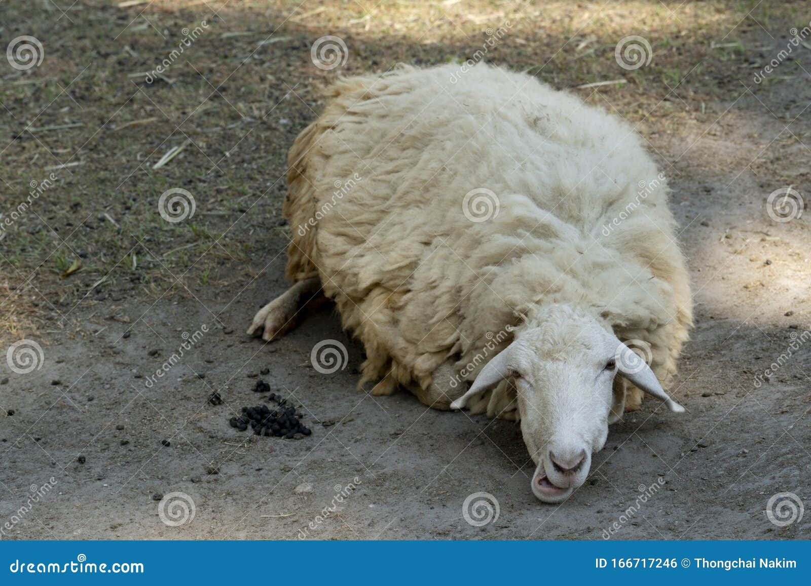 White Sheep Lying on the Ground are Bored. Stock Photo - Image of cute ...