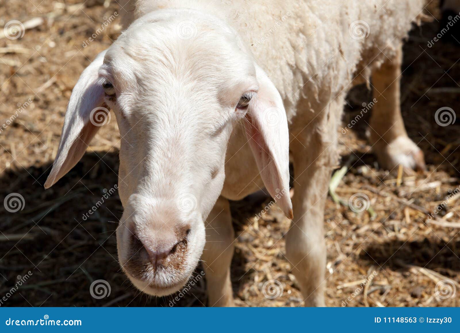 White Sheep Making Eye Contact Stock Image - Image of wild, farm: 11148563