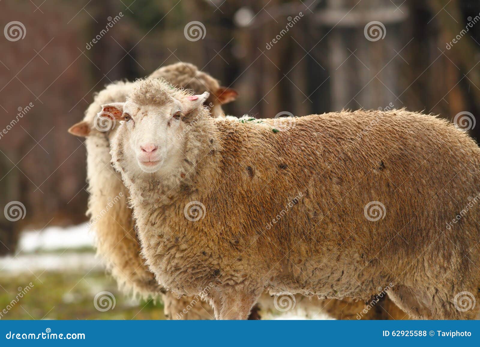 White sheep stock photo. Image of domesticated, winter - 62925588