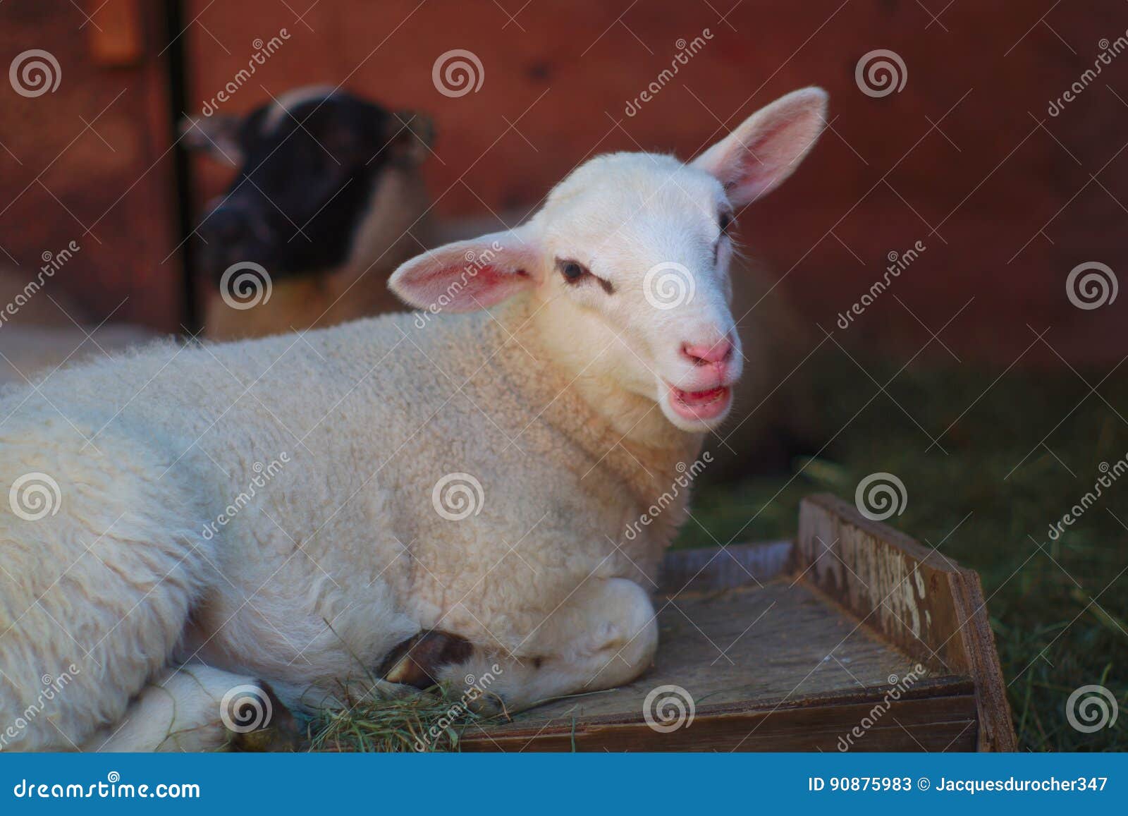 White Sheep Portrait in a Barn Long Ears Stock Image - Image of teeth ...