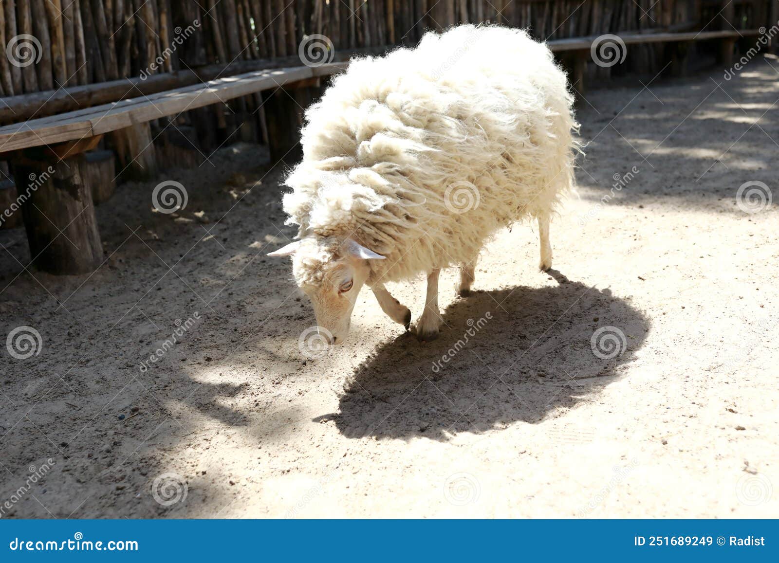 White Sheep on Sand at Farm Stock Image - Image of cattle, ecologic ...