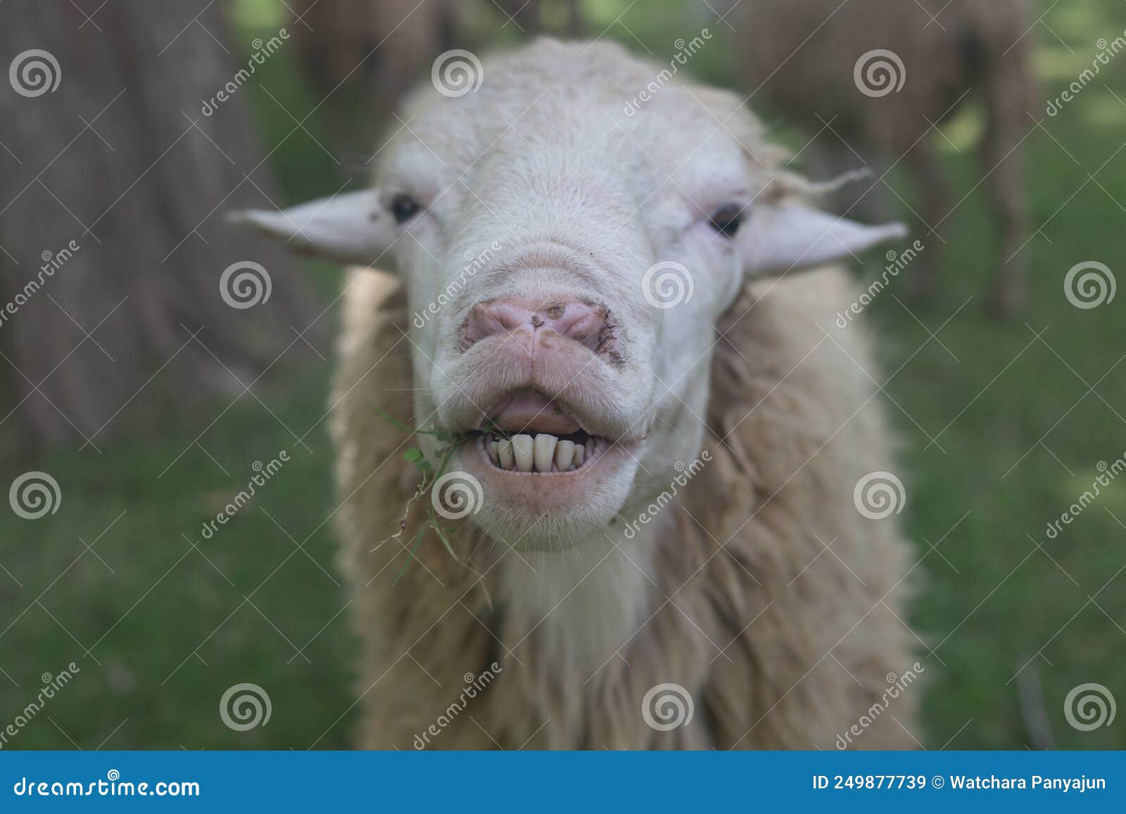 White Sheep with Smiley Face in Farm Stock Image - Image of goofy ...