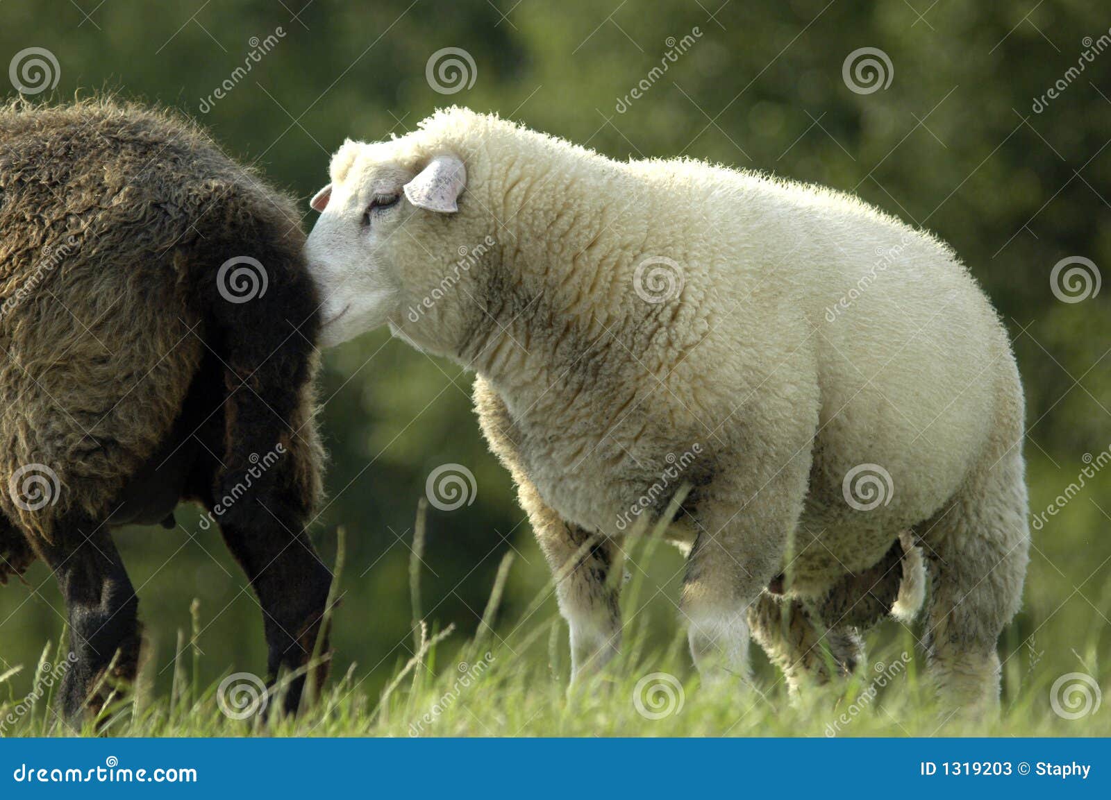 White Sheep Sniffing at Black SheepÂ´s Tail End Stock Image - Image of ...