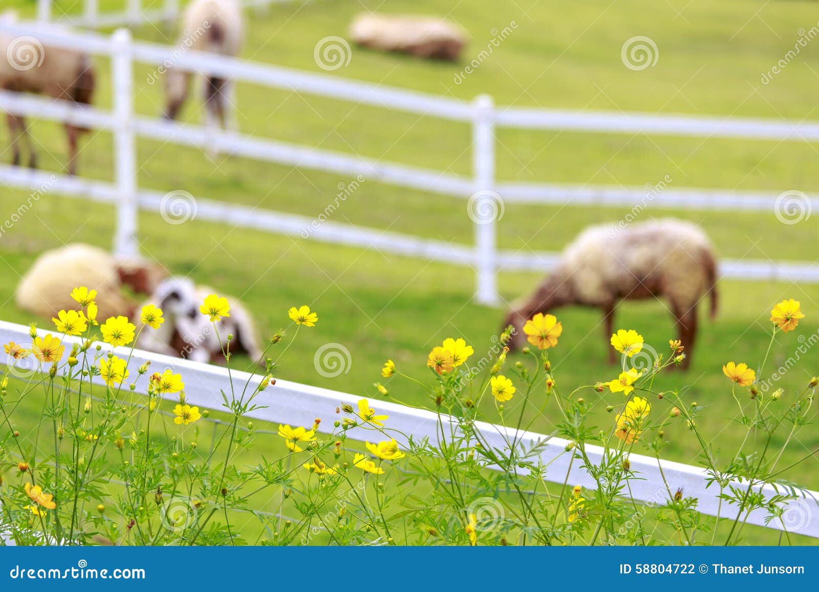 White Sheep in Sunny Summer Pasture and Flower Stock Photo - Image of ...