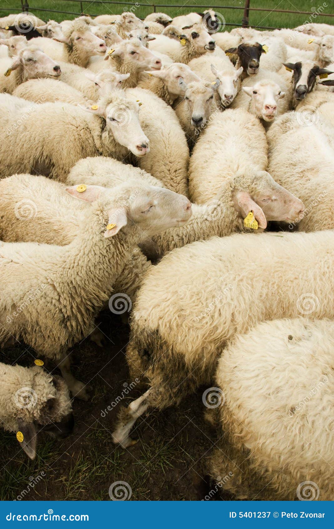 White sheep with tags stock image. Image of green, affectionate - 5401237