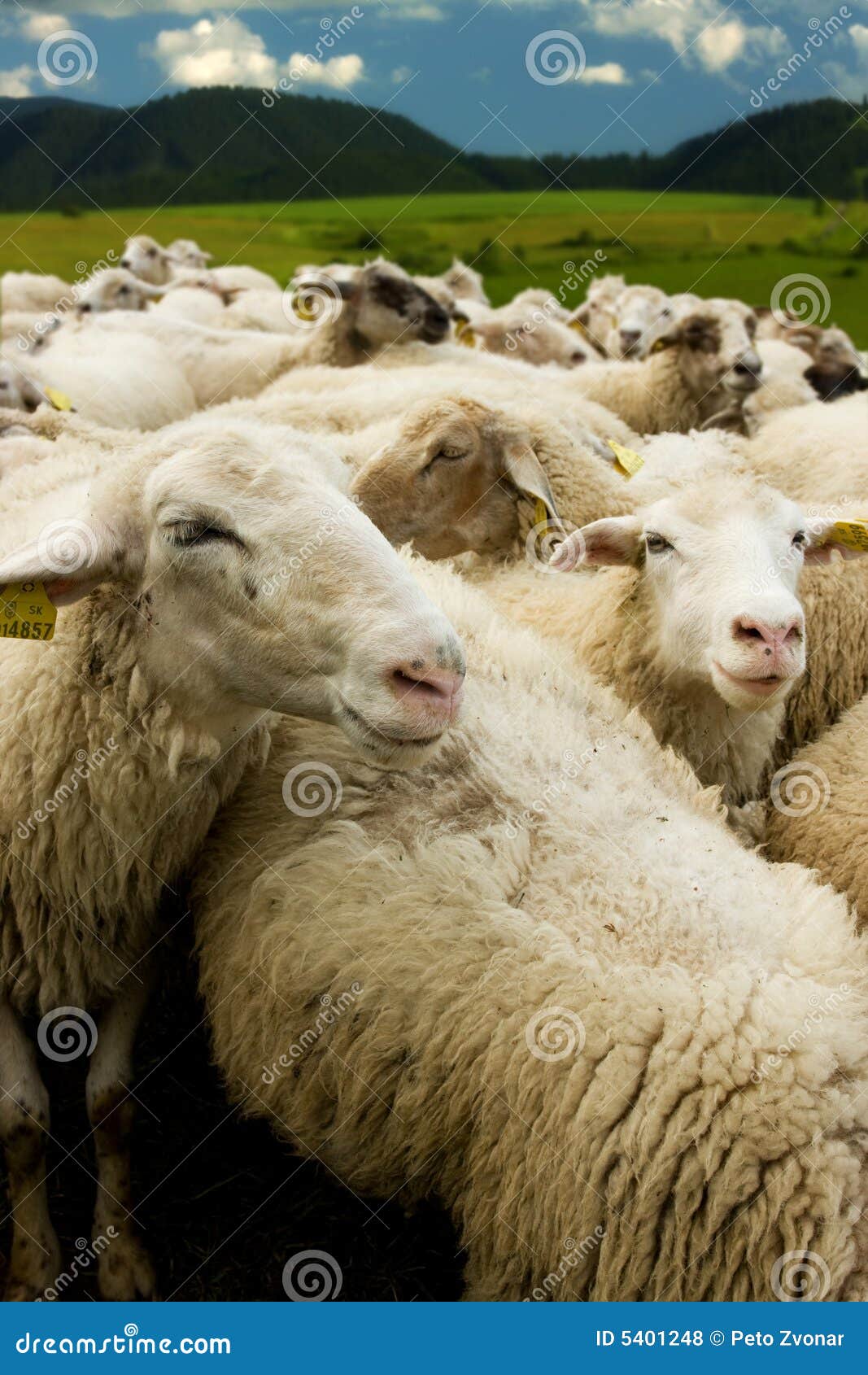 White Sheep Stock Photography | CartoonDealer.com #74716838