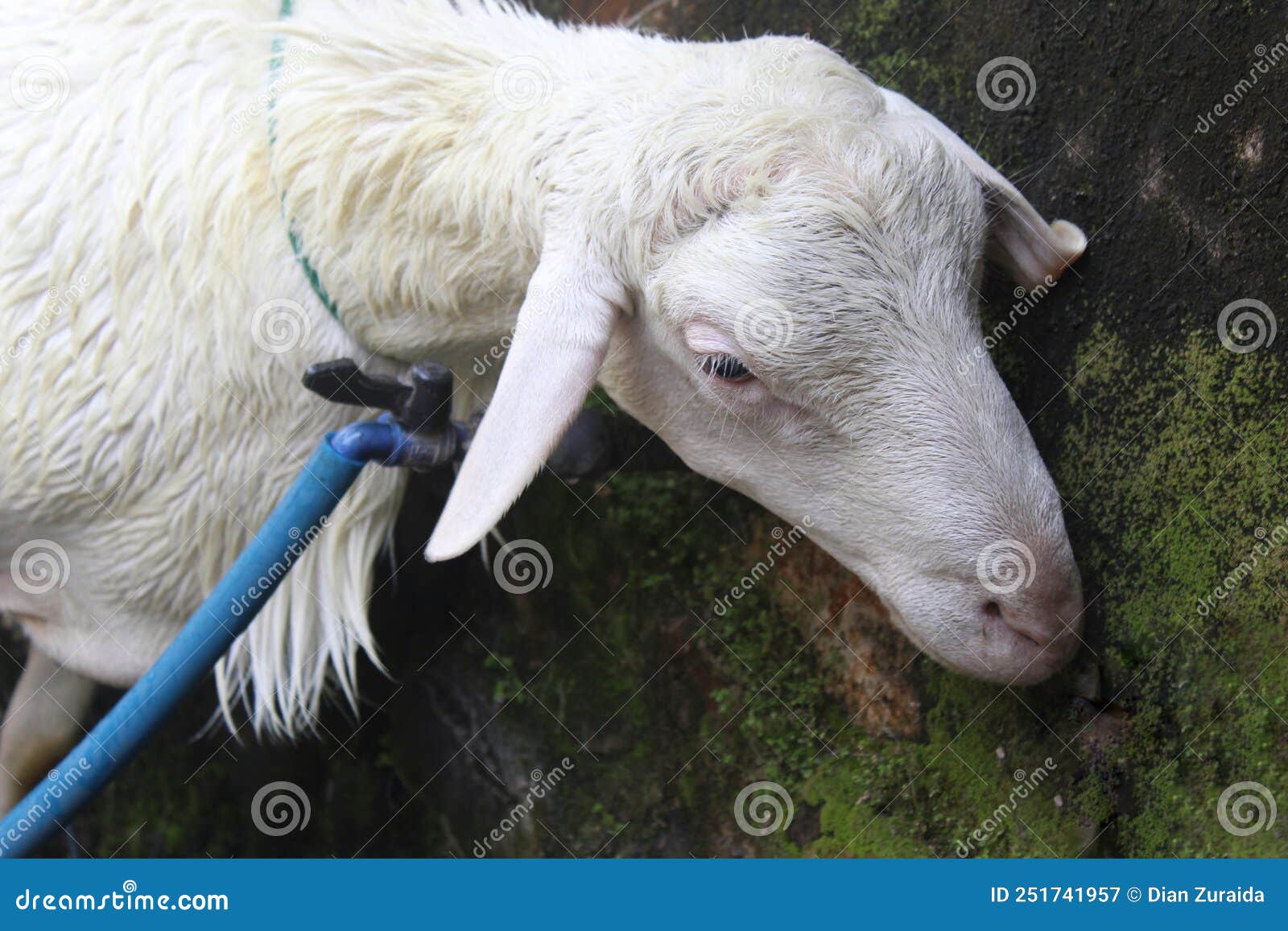 A White Sheep Taking a Bath Stock Image - Image of head, happy: 251741957