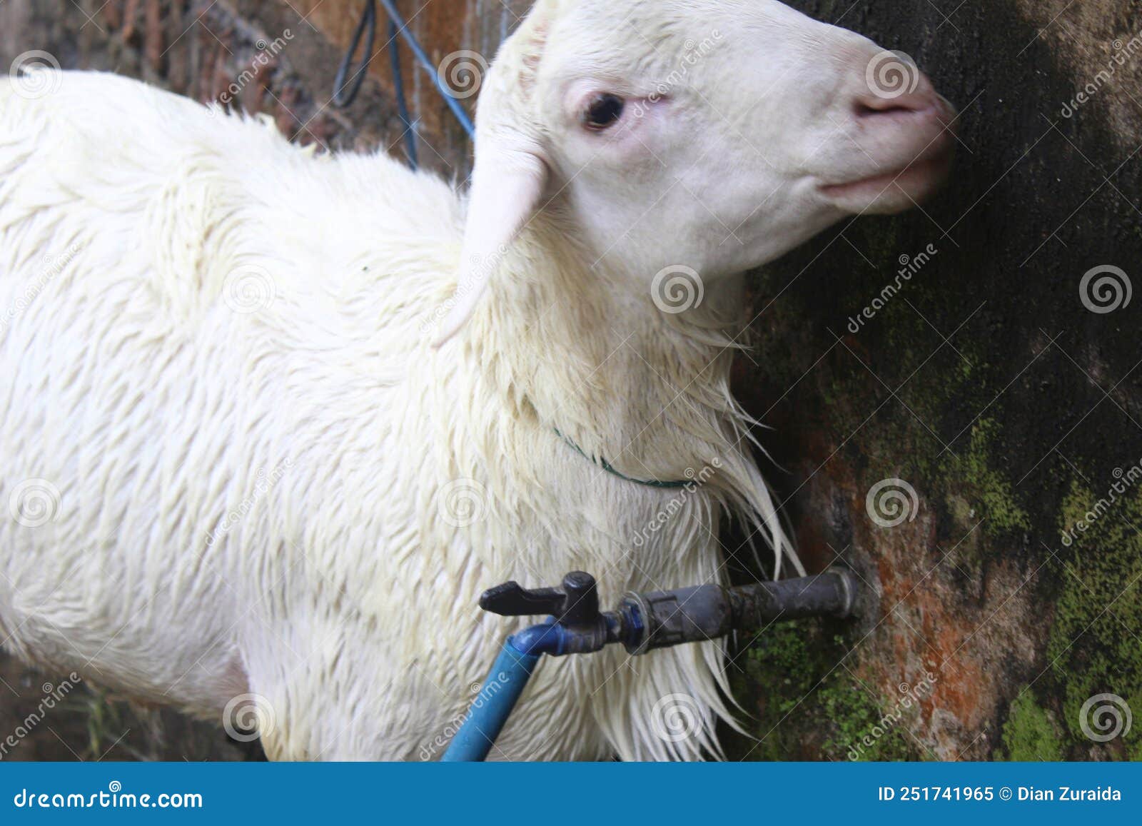 A White Sheep Taking a Bath Stock Image - Image of bull, mammal: 251741965