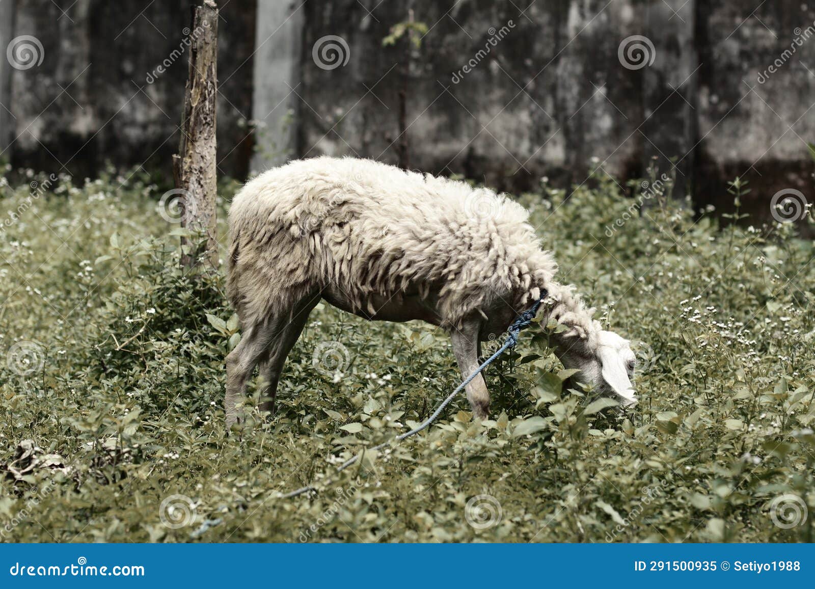 White Sheep with Tied Neck Eating Alone Stock Image - Image of alone ...