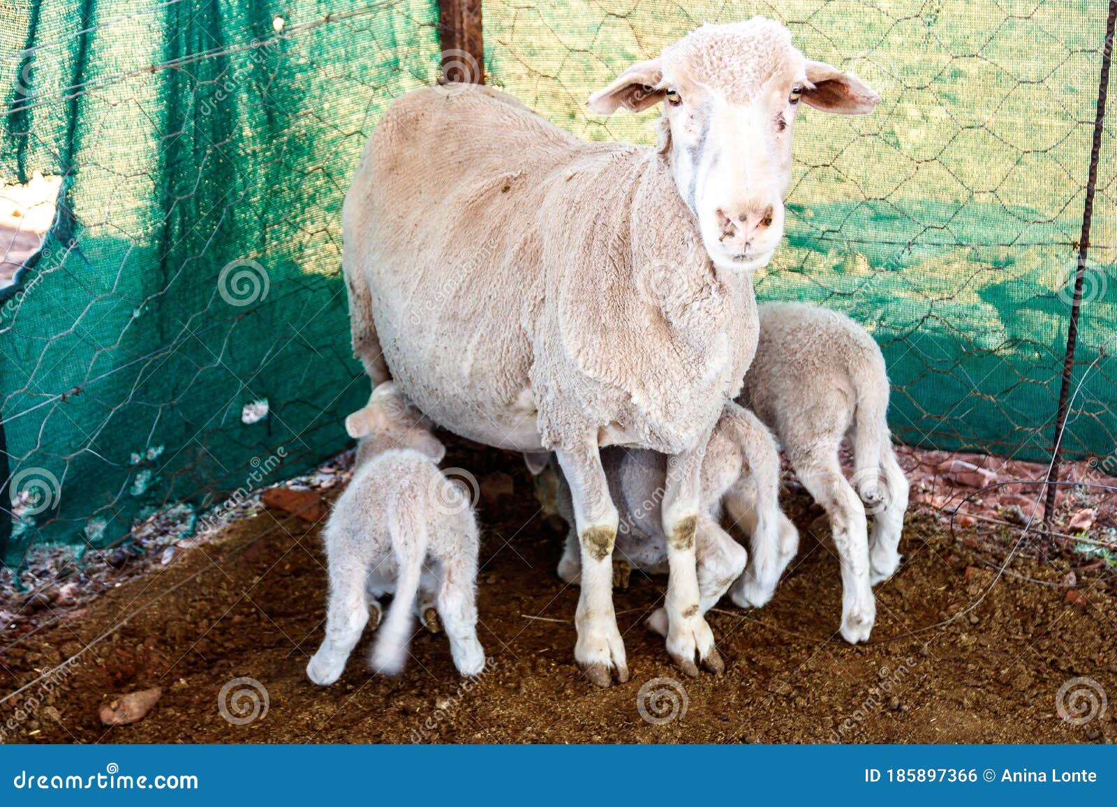 White Sheep Triplet Lambs and Mom Stock Photo - Image of sheep, lambs ...