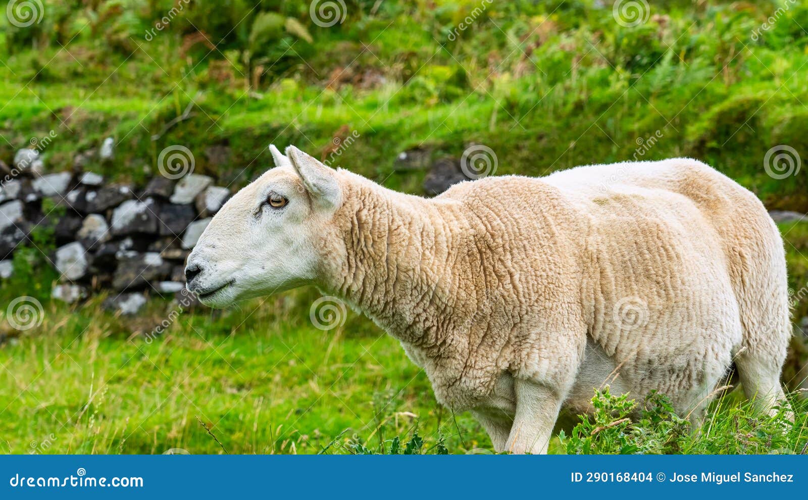 White Sheep of Typical Breed of the Isle of Skye in the North of ...