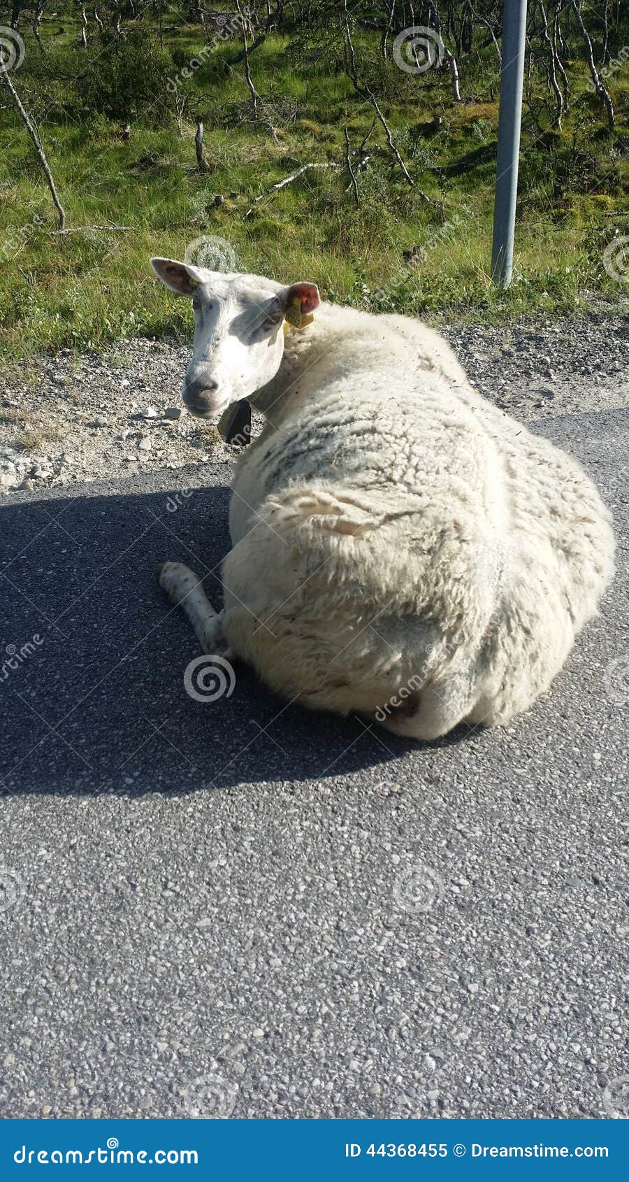 White sheep stock image. Image of white, ugly, sheep - 44368455