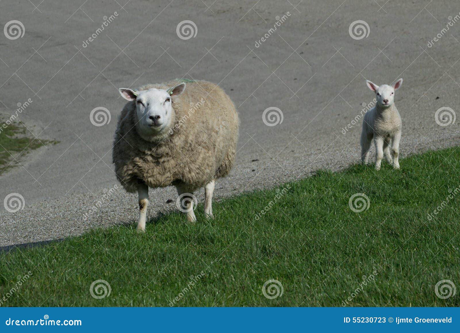 White Sheep with a White Lamb Stock Image - Image of facing, friesland ...