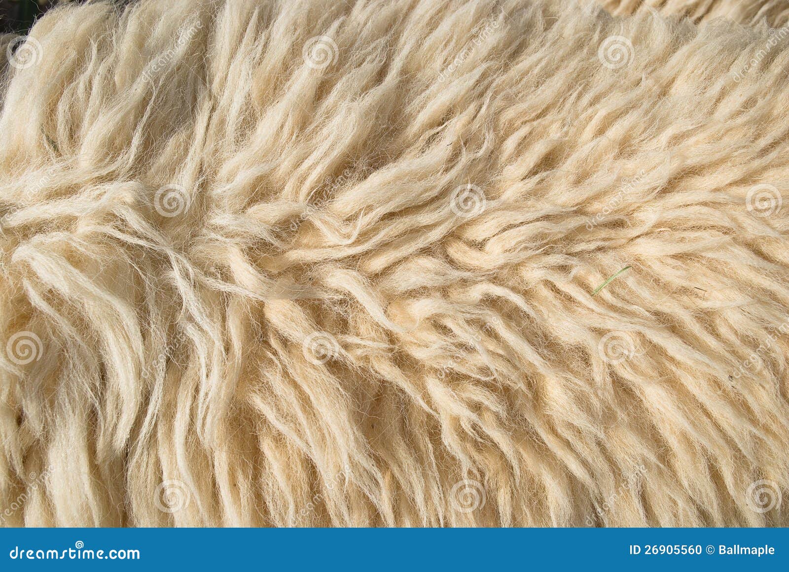 Sheep Wool Skin Soft Texture Royalty-Free Stock Image | CartoonDealer ...