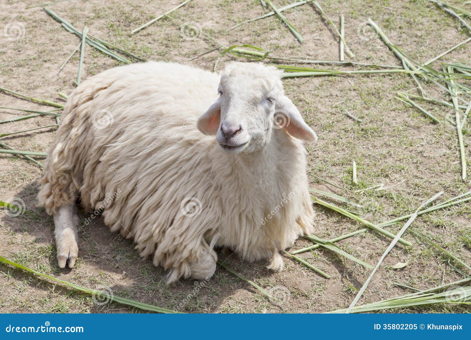 White Sheep Wool Lying On Farm Field Royalty Free Stock Photo - Image ...