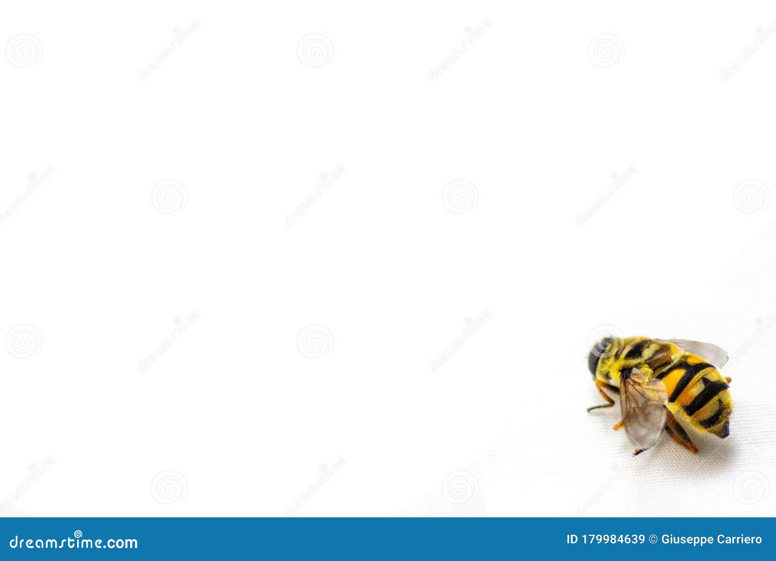 White Sheet with Image of Bee in the Corner. Stock Image - Image of ...