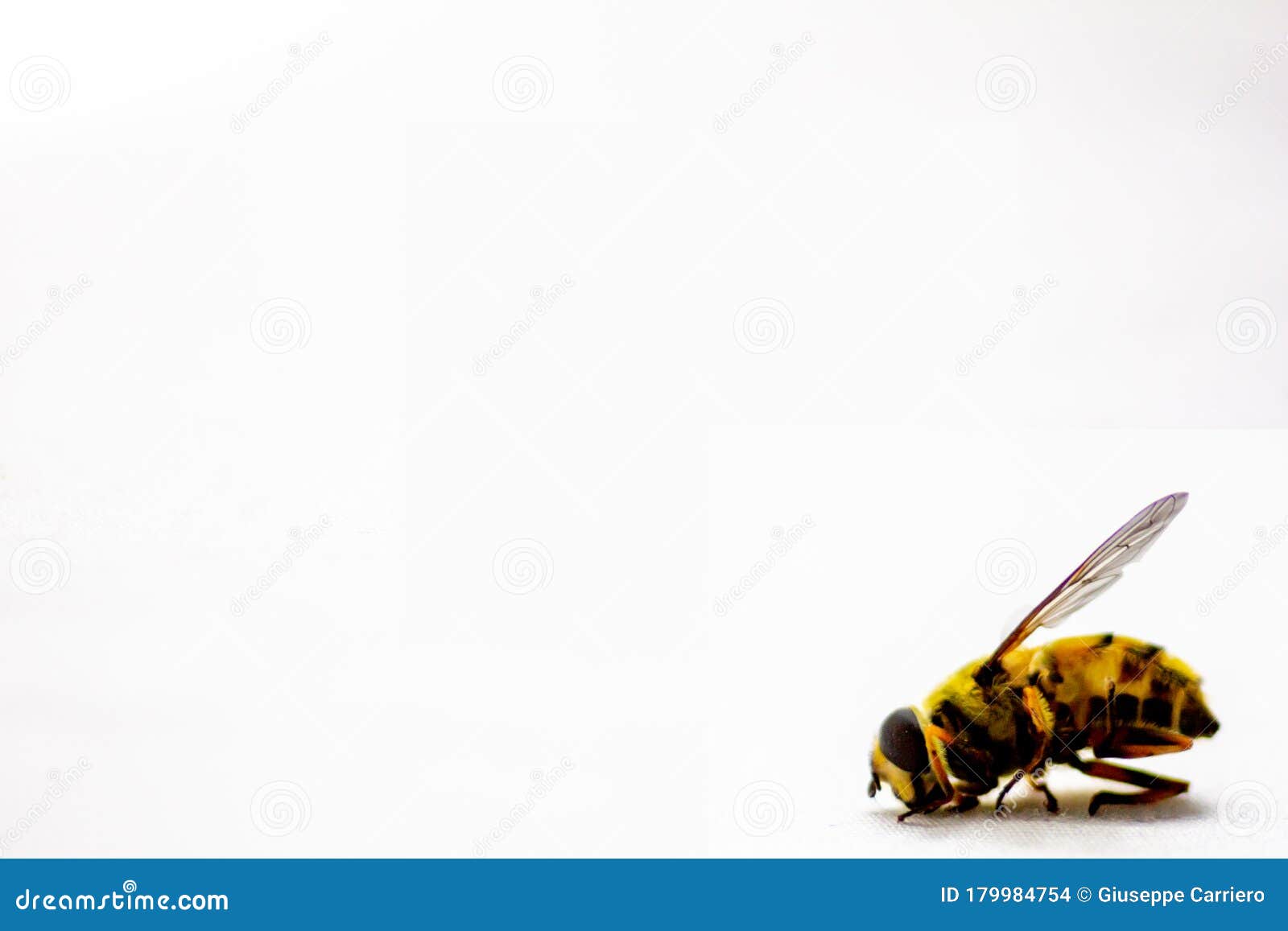 White Sheet with Image of Bee in the Corner. Stock Photo - Image of ...