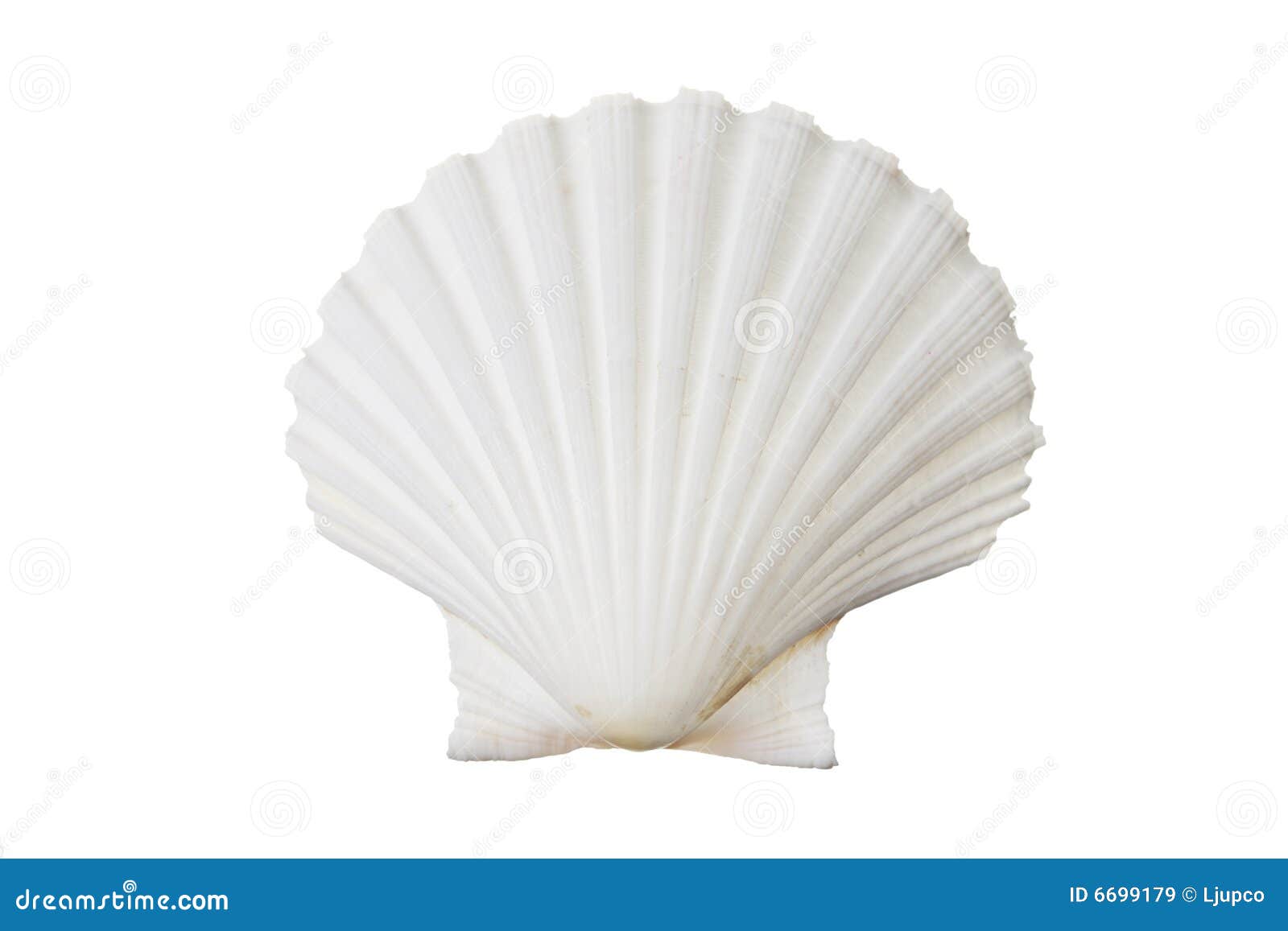 White shell stock image. Image of fragile, single, pattern - 6699179