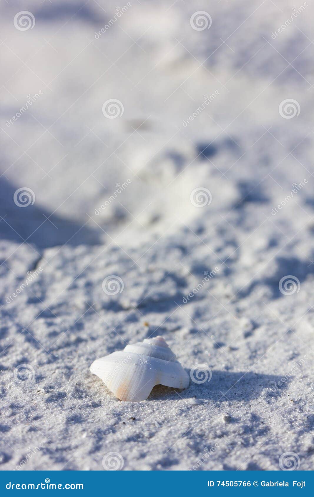 White shell on the beach stock photo. Image of white - 74505766