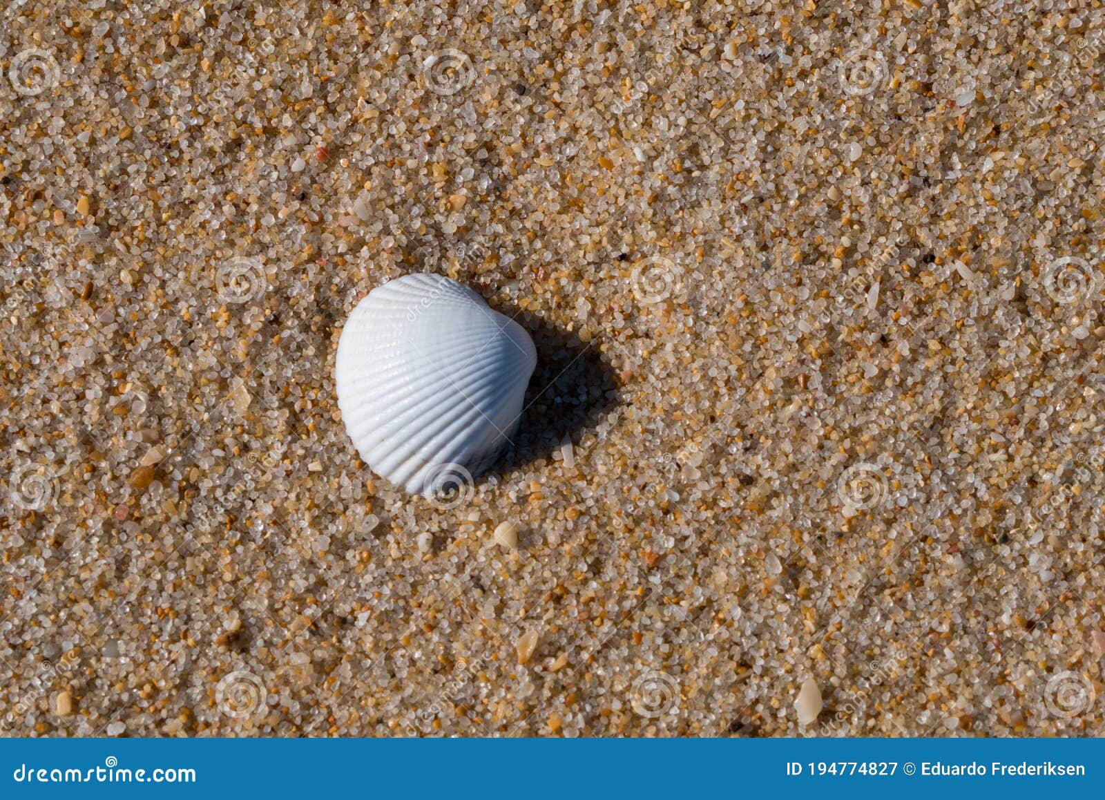 White Shell on the Beach Sand with Copy Space Stock Image - Image of ...