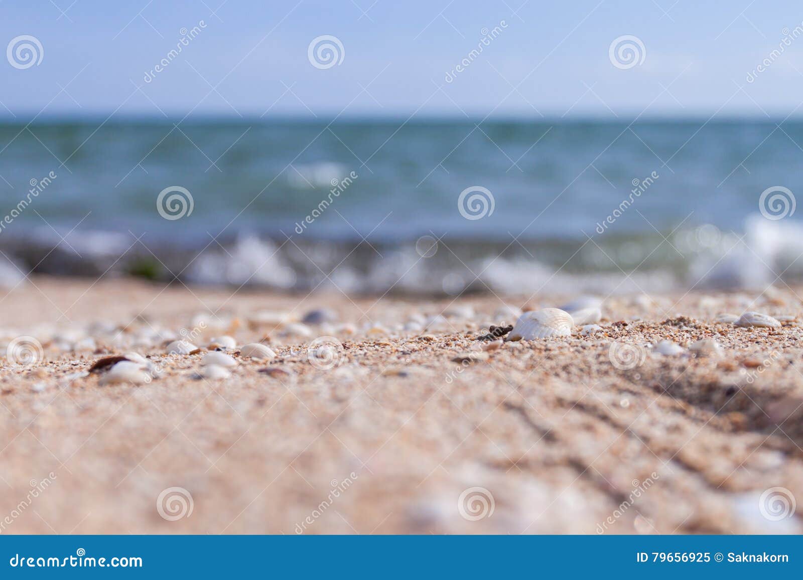 White Shell on the beach stock image. Image of cockleshell - 79656925