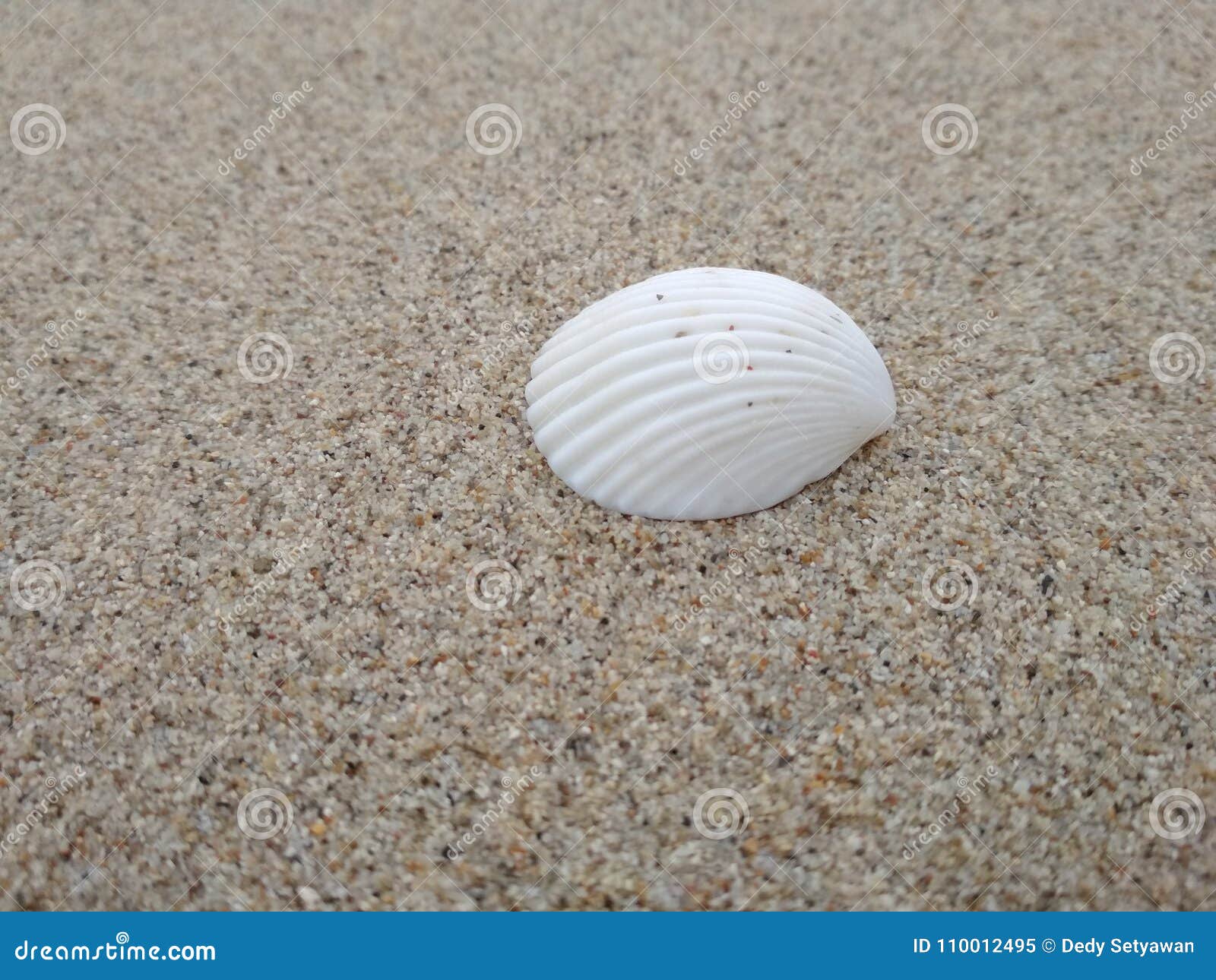 White shell by the beach stock image. Image of natural - 110012495