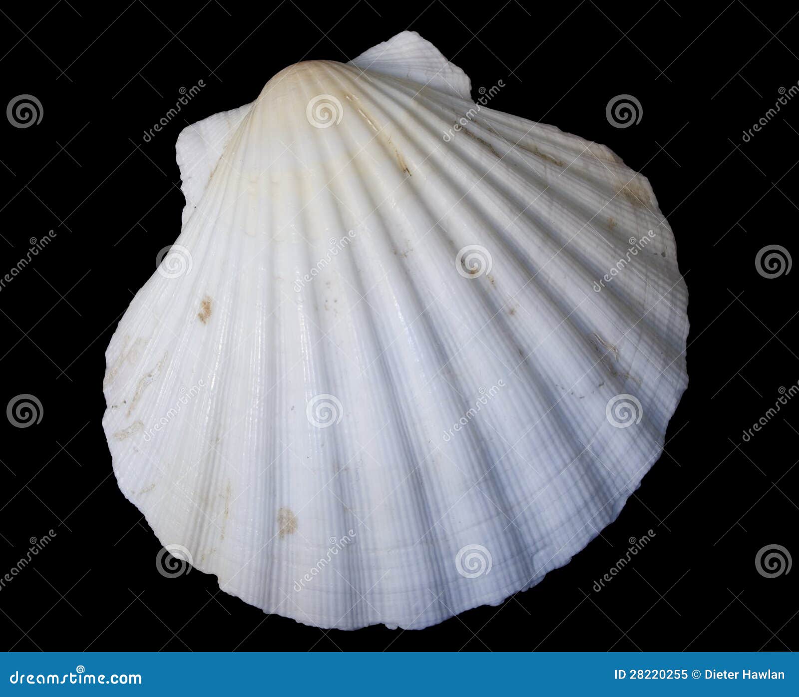 White Shell on Black Background Stock Image - Image of beautiful ...