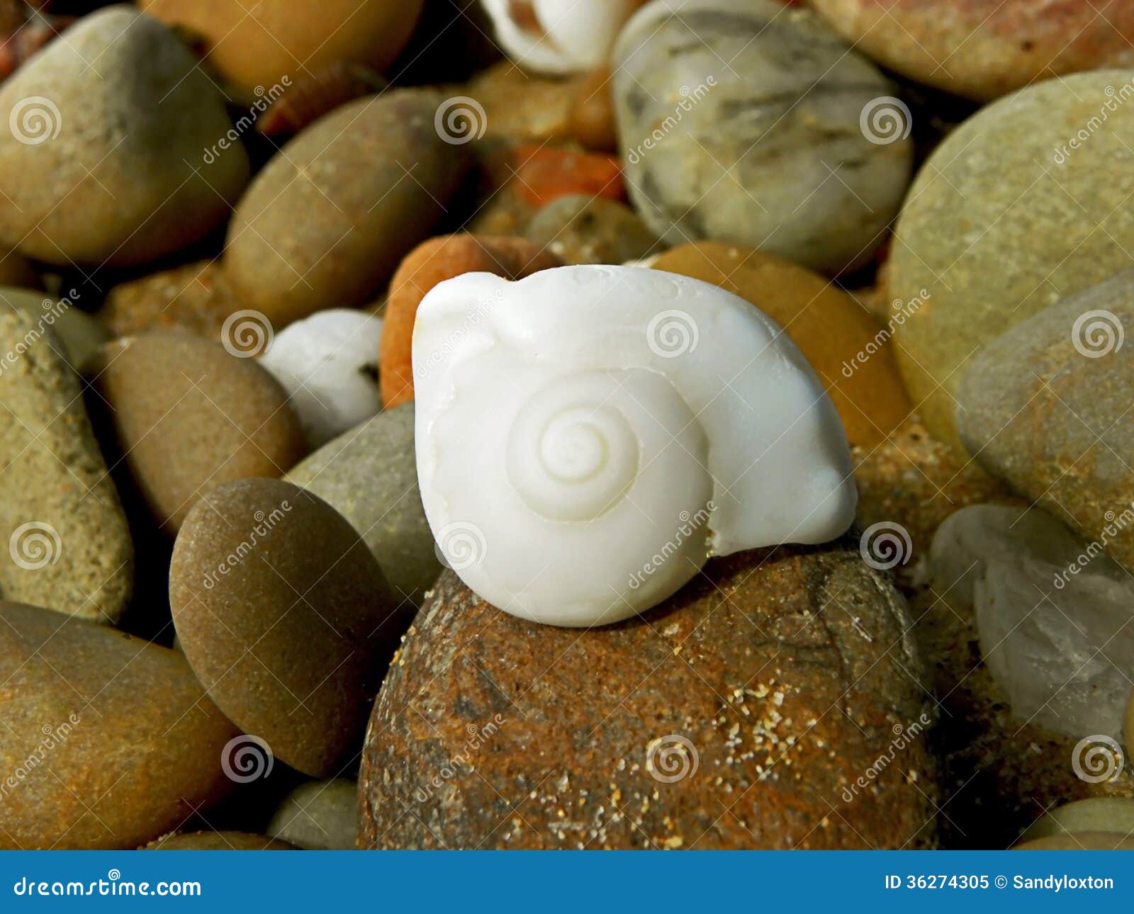 White Shell stock image. Image of shell, shells, south - 36274305