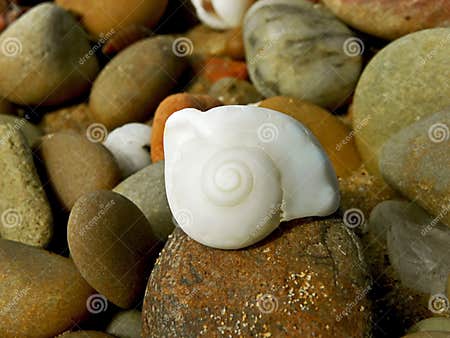 White Shell stock image. Image of shell, shells, south - 36274305