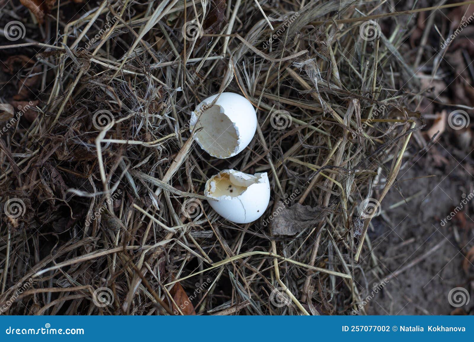 White Shell Pigeon Egg on Dry Grass. Live Nature Stock Photo - Image of ...