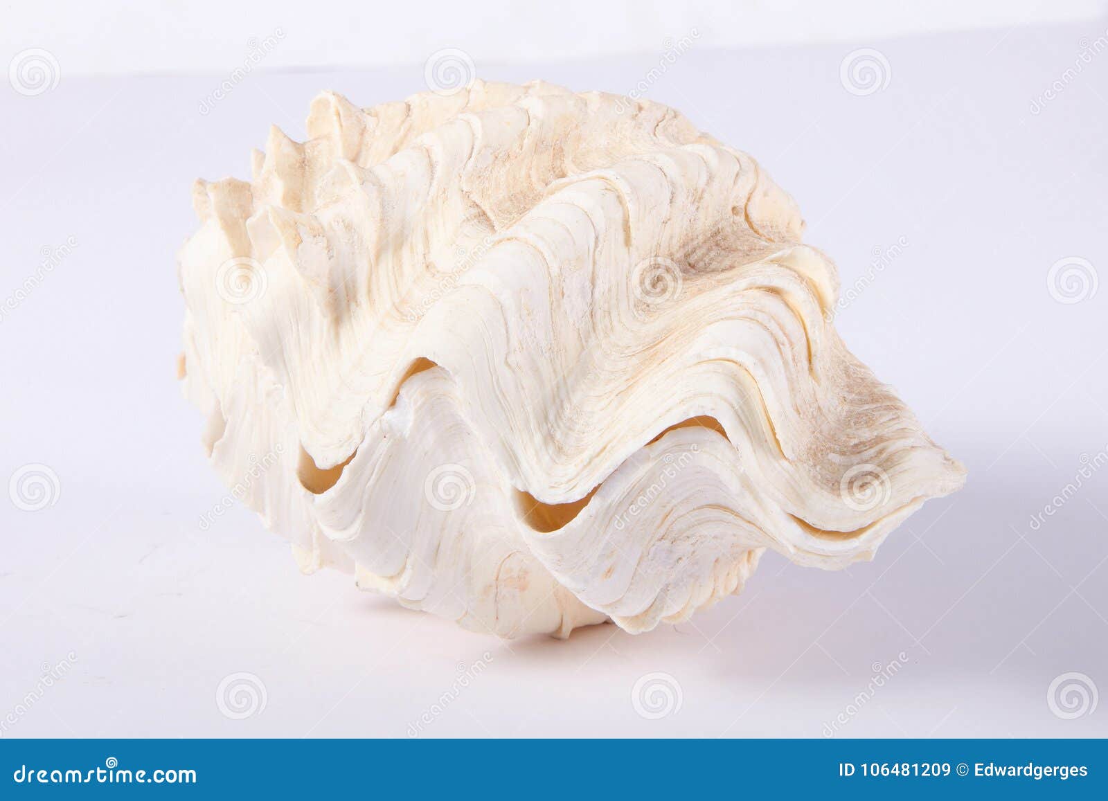 White shell stock image. Image of beach, seashell, shell - 106481209
