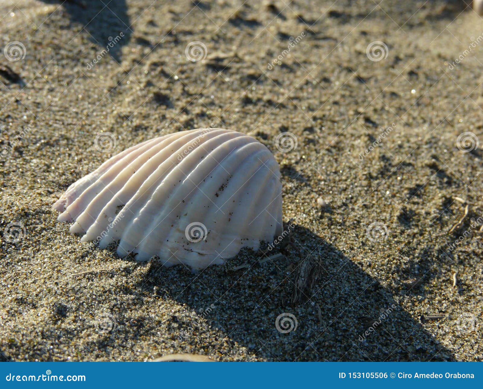 White shell stock photo. Image of holiday, coast, shells - 153105506
