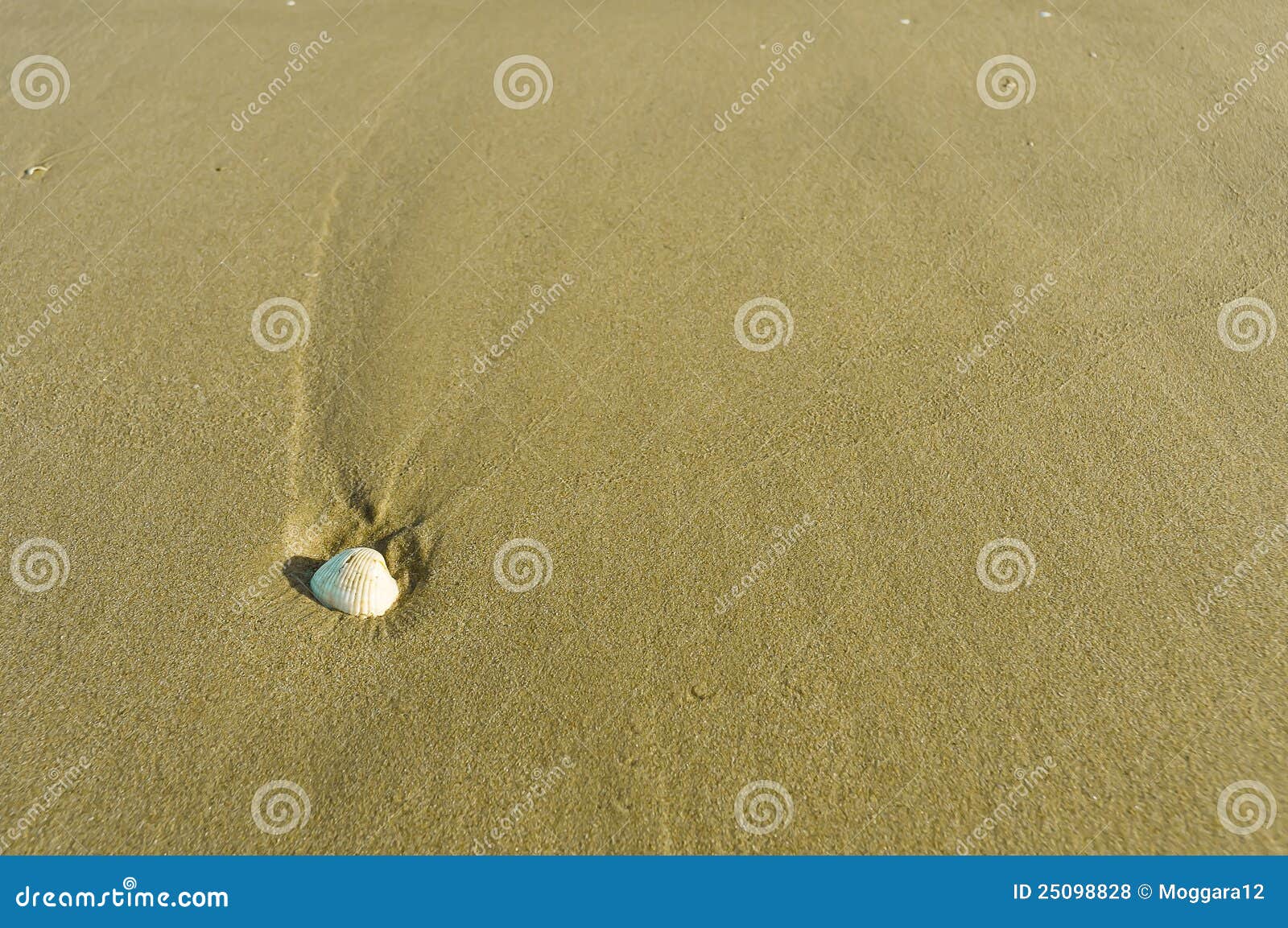 White Shell on the sand stock photo. Image of starfish - 25098828