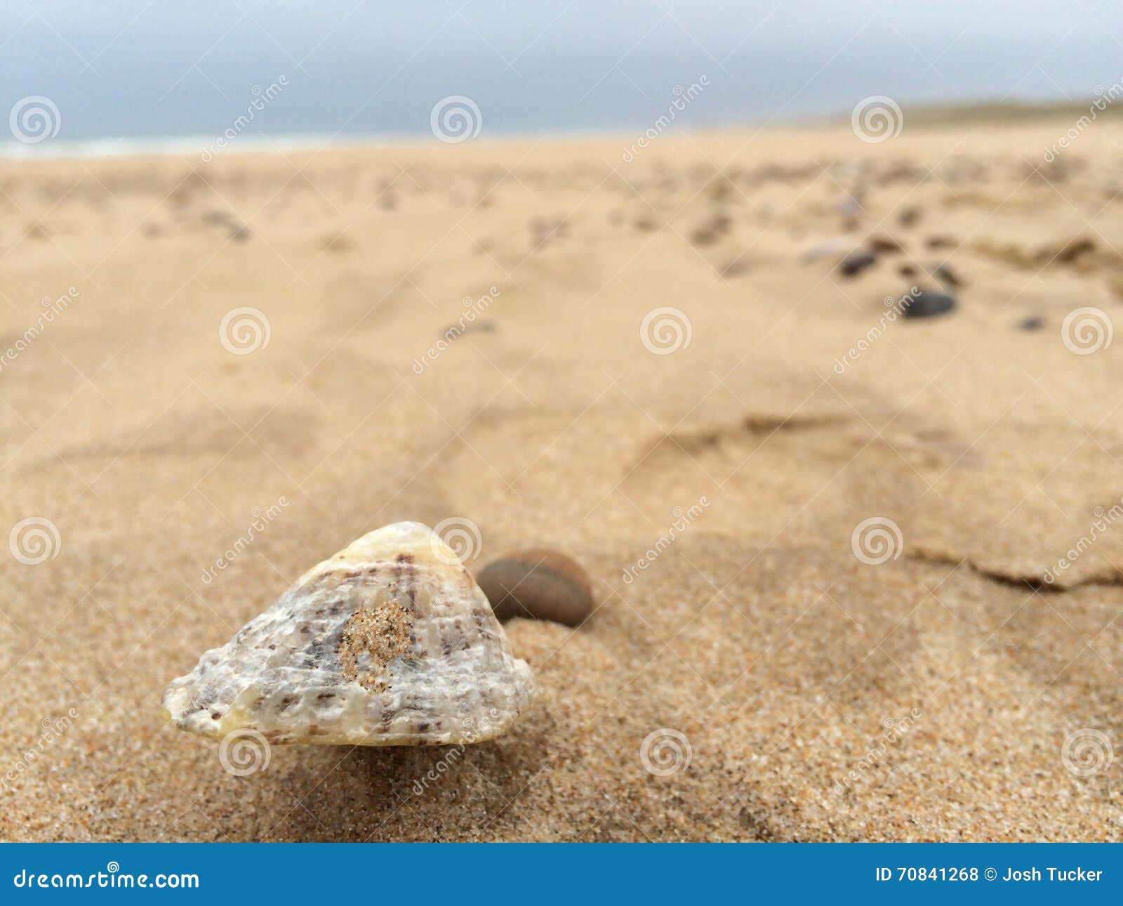 White Shell on a Sandy Beach Stock Photo - Image of beach, white: 70841268