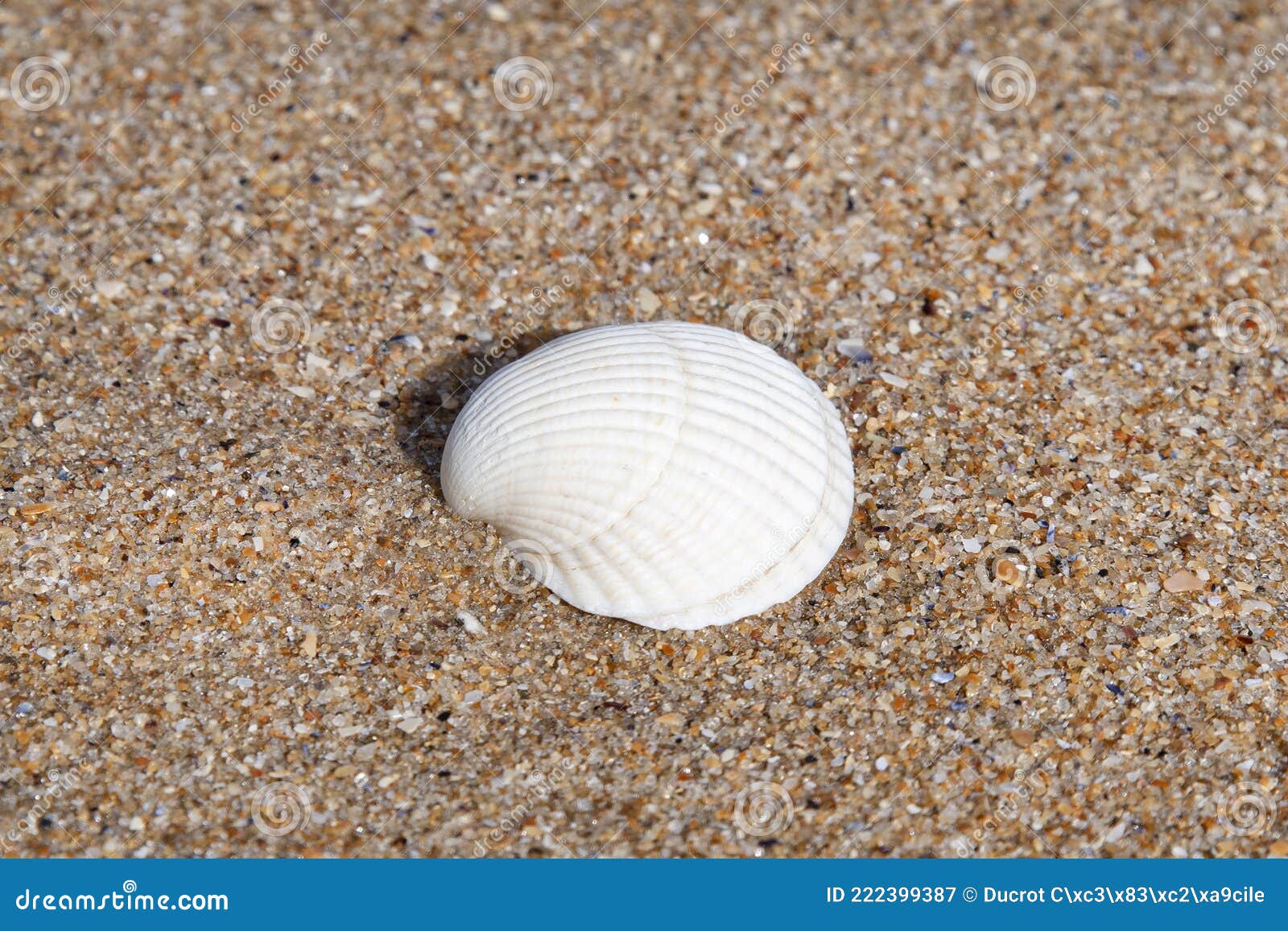 Shell on a beach stock image. Image of tropical, shell - 222399387