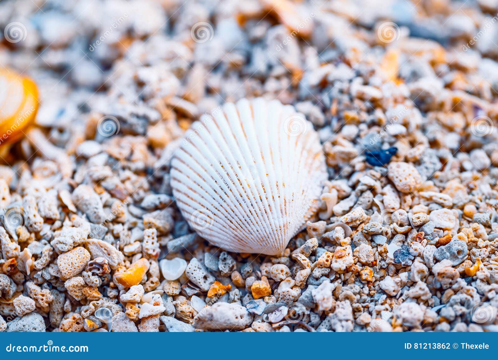 White shell on a shore stock photo. Image of clear, lawn - 81213862