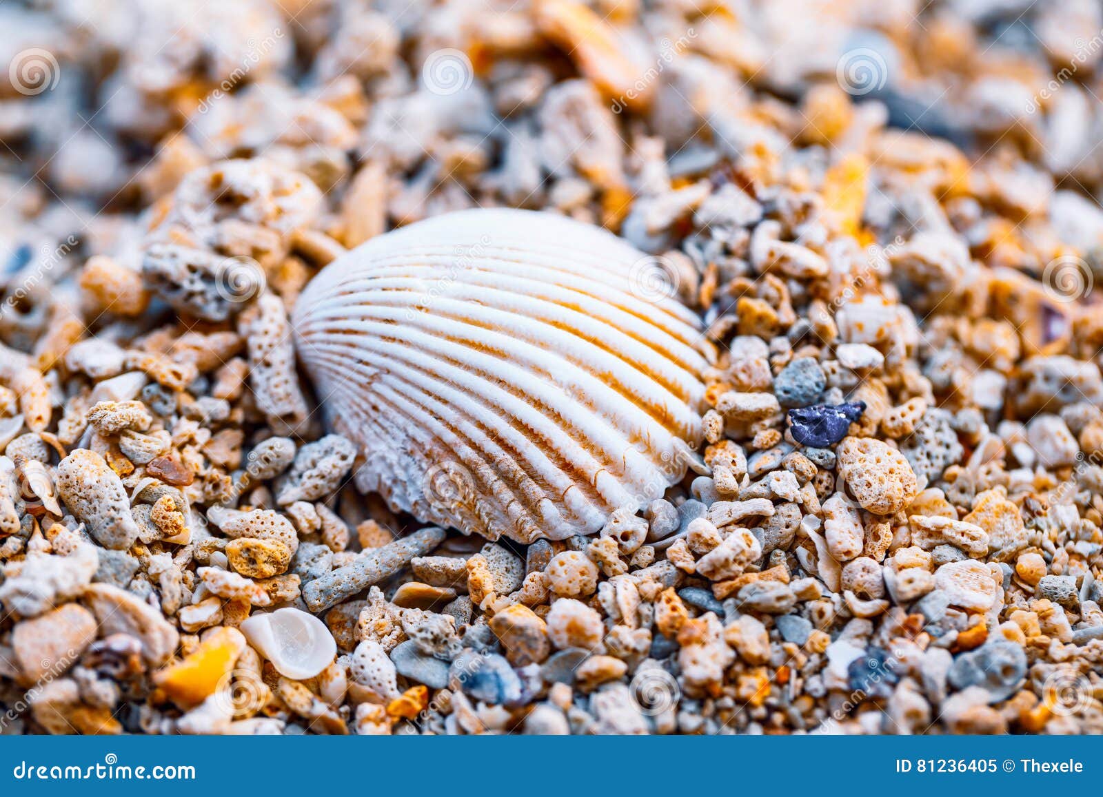 White shell on a shore stock image. Image of abstract - 81236405