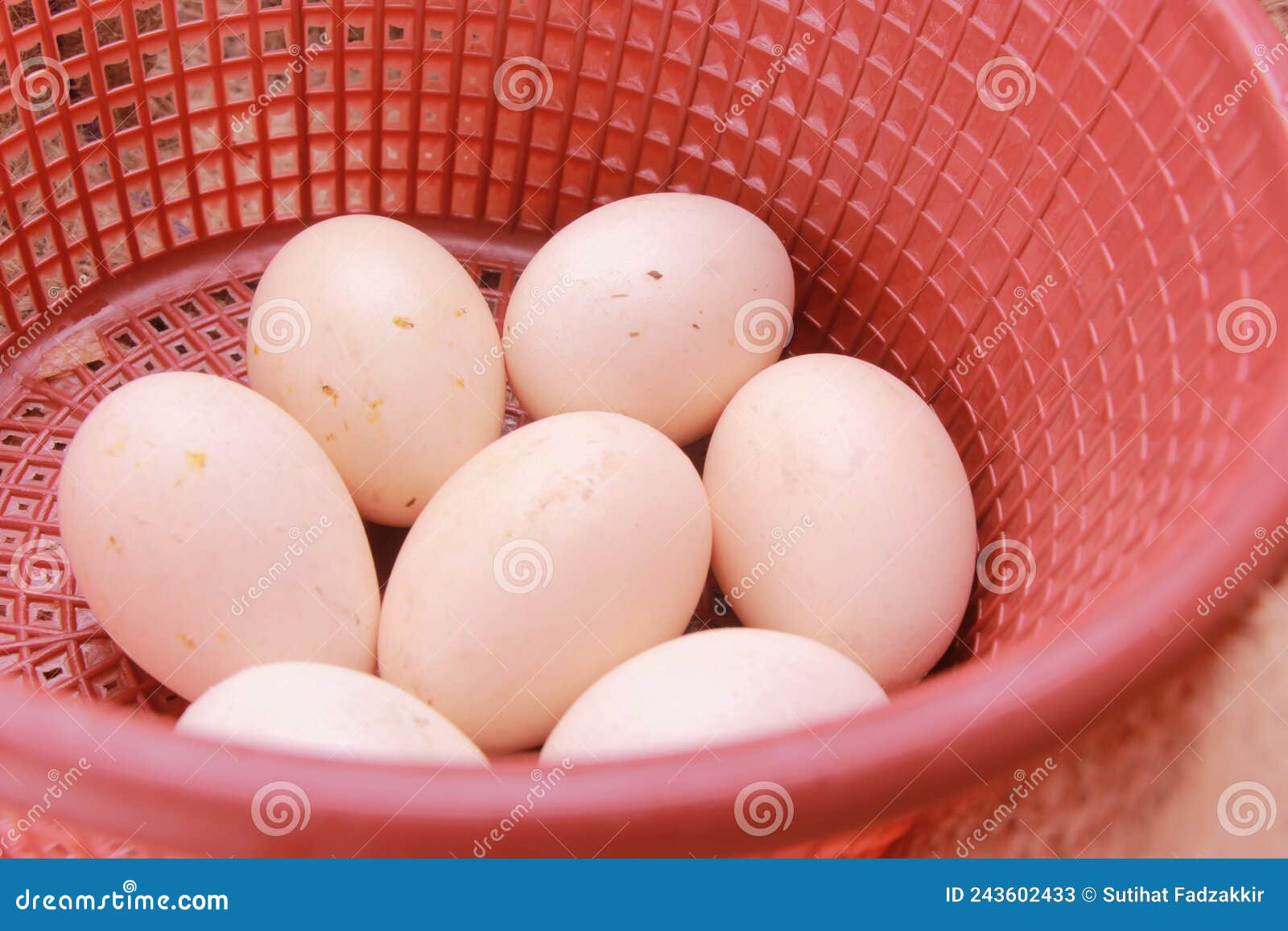White-shelled Chicken Eggs on a Red Bed, Asian Stock Image - Image of ...