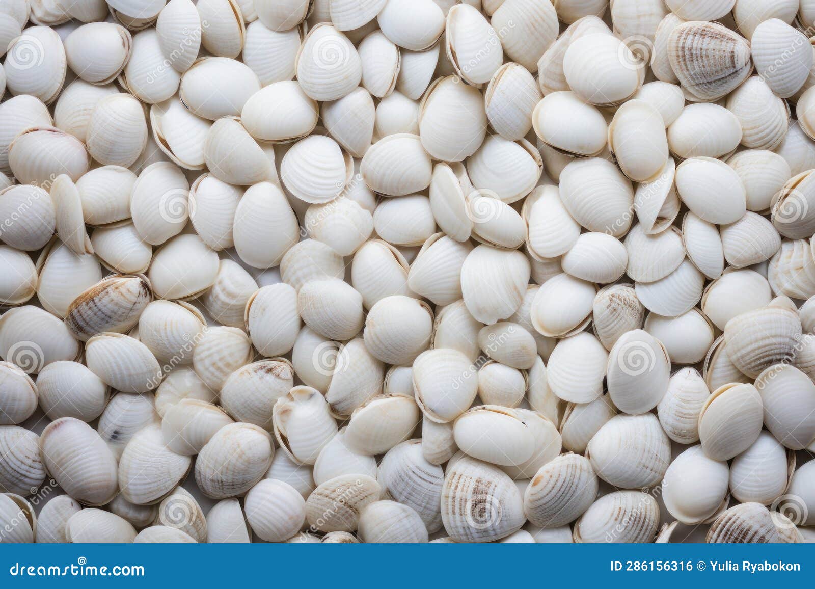 White Shellfish Background. Generate Ai Stock Illustration ...
