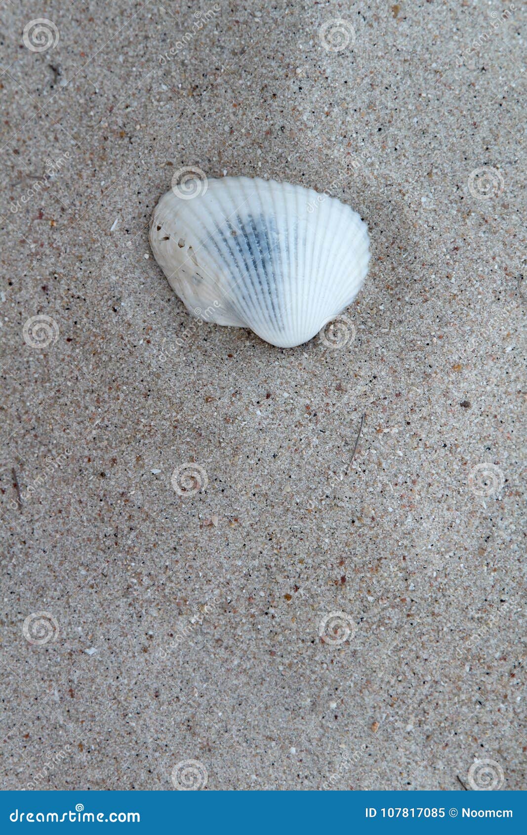 White shells on the beach stock image. Image of nature - 107817085