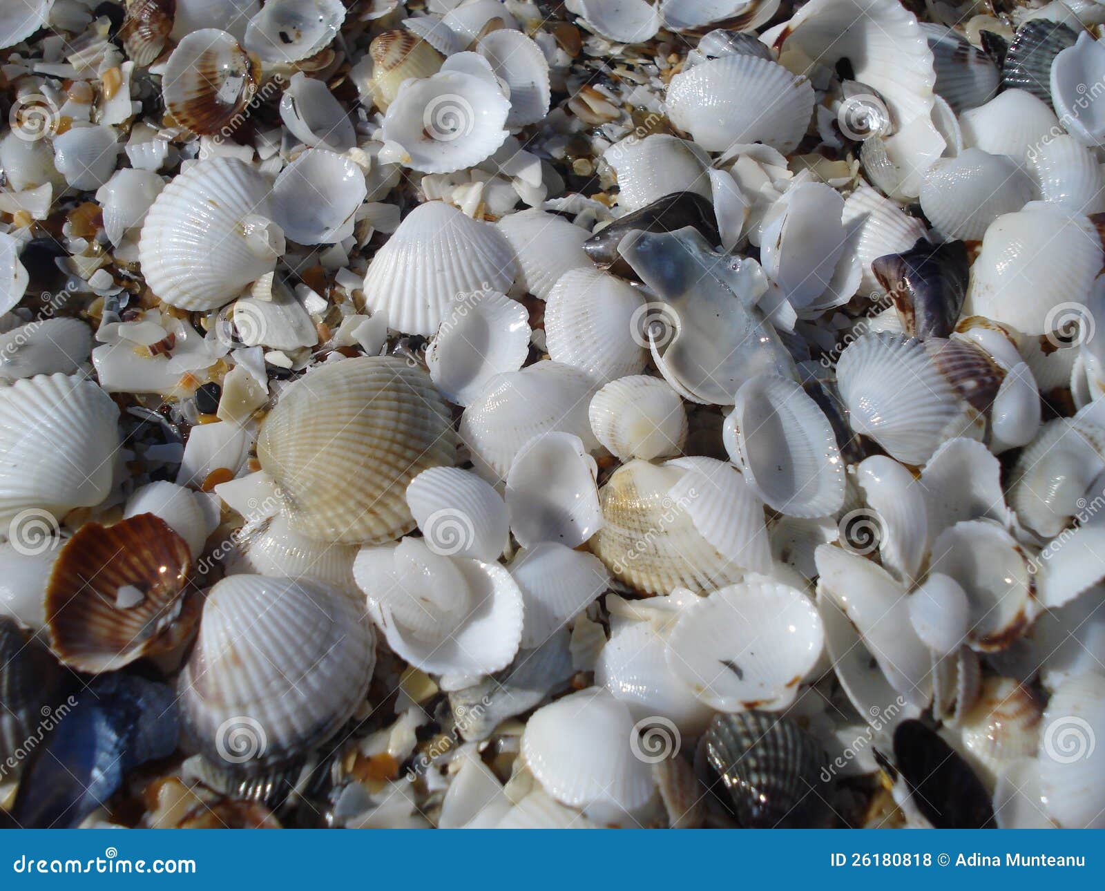 White shells on the beach stock photo. Image of mound - 26180818