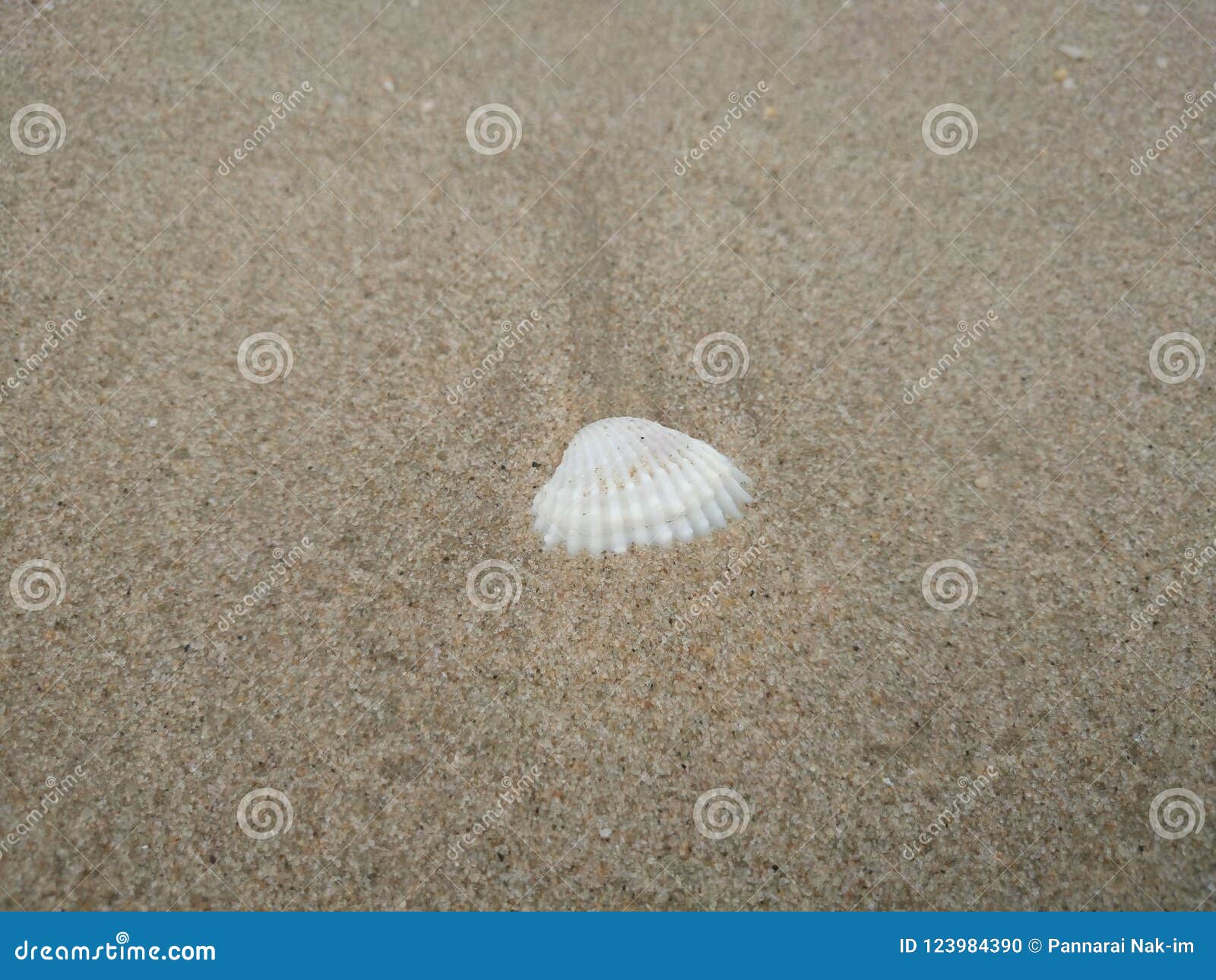 White Shells are on the Beach. Stock Photo - Image of exotic, isolated ...