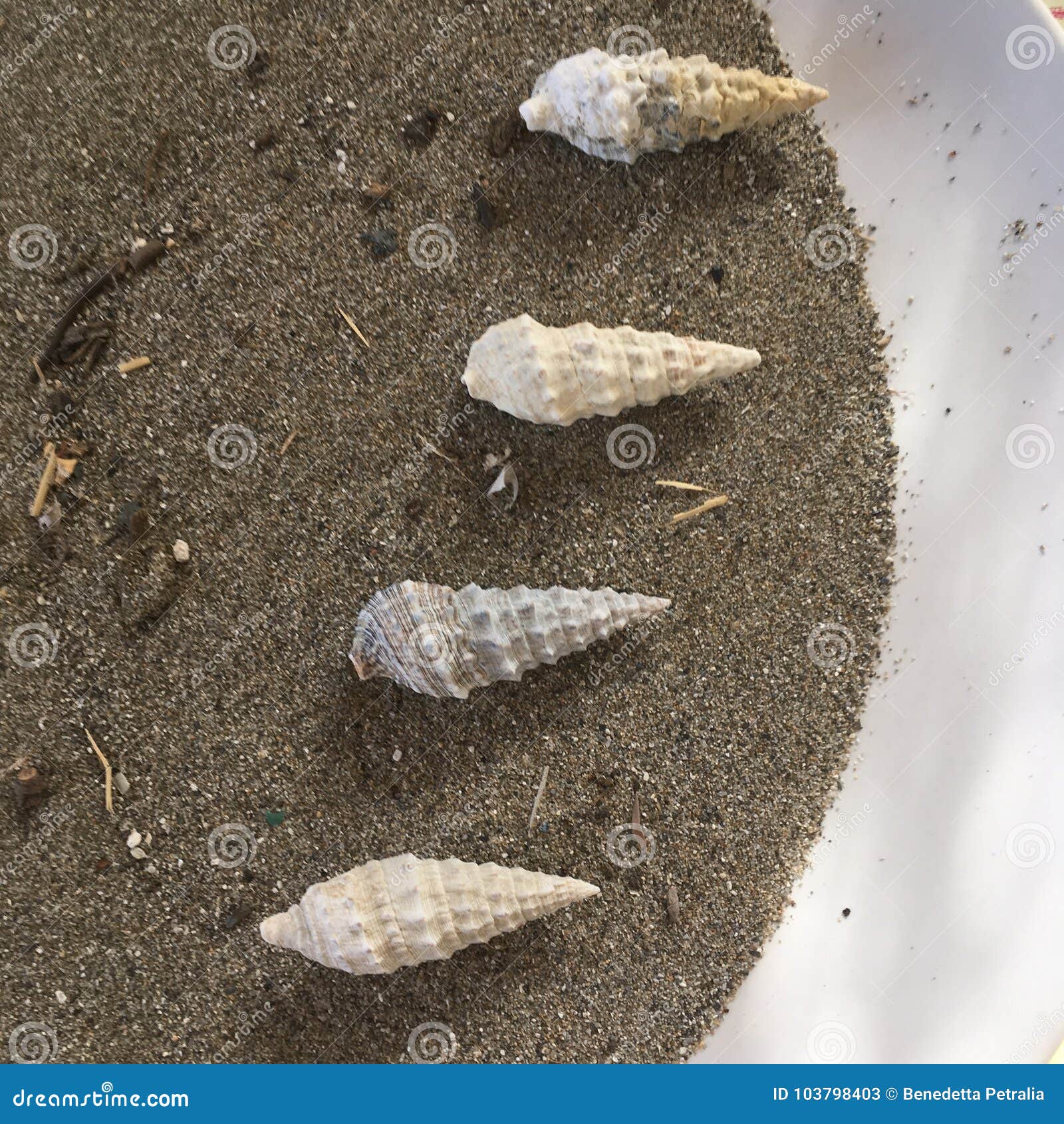 White shells on the beach stock image. Image of circlen - 103798403