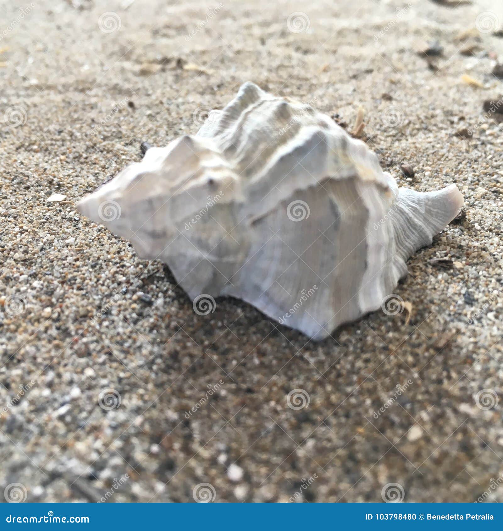 White shells on the beach stock photo. Image of estiva - 103798480