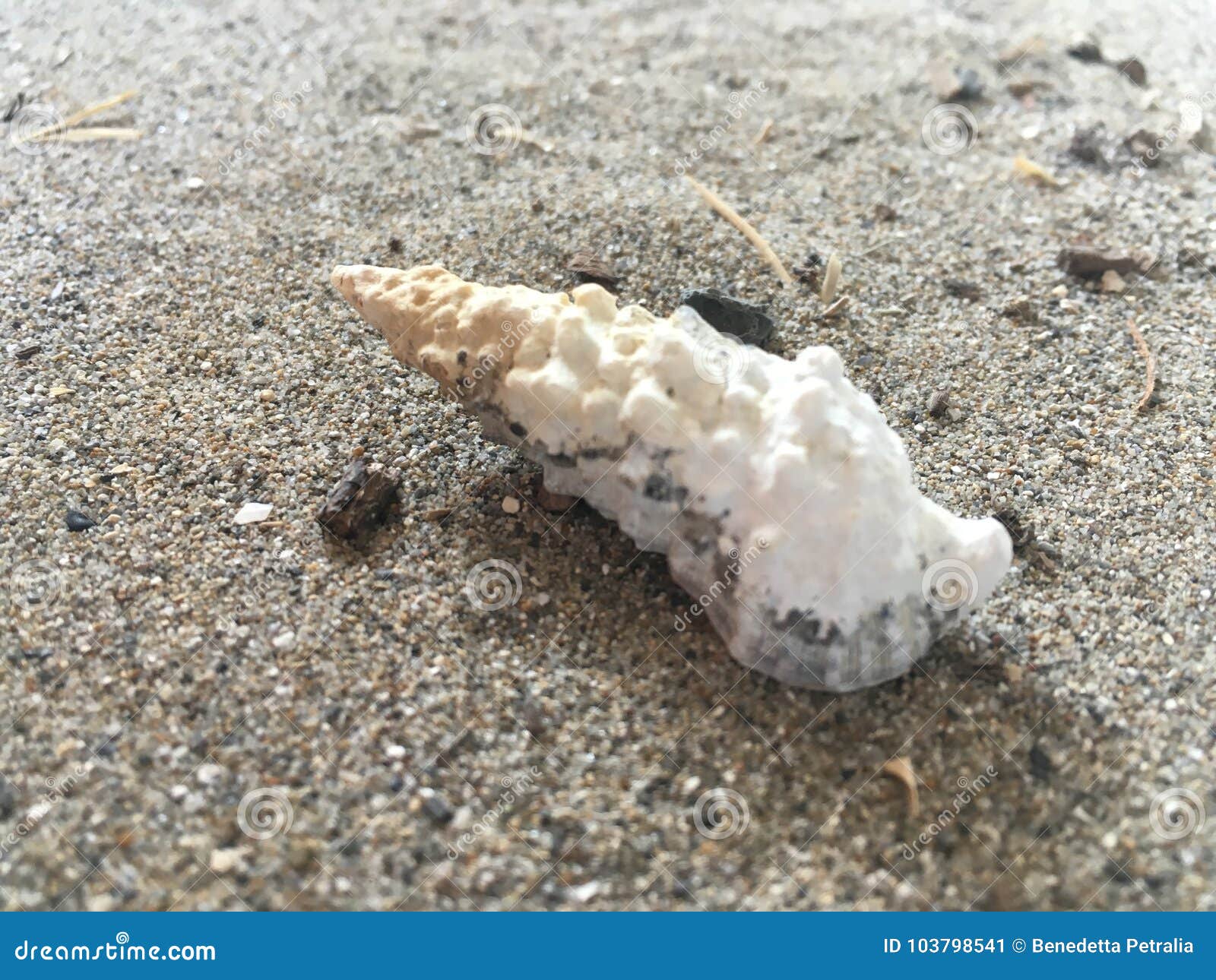 White shells on the beach stock image. Image of shells - 103798541